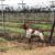 Future Breeding | L'Escarbot Kennels LLC| French Brittany Spaniel ...